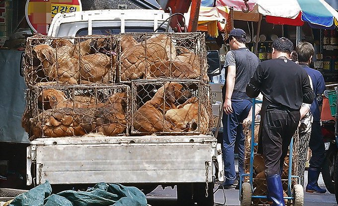Koreandogs on Twitter: "🔥URGENT!🔥 President Biden: Please add the heinous South Korean dog meat ...