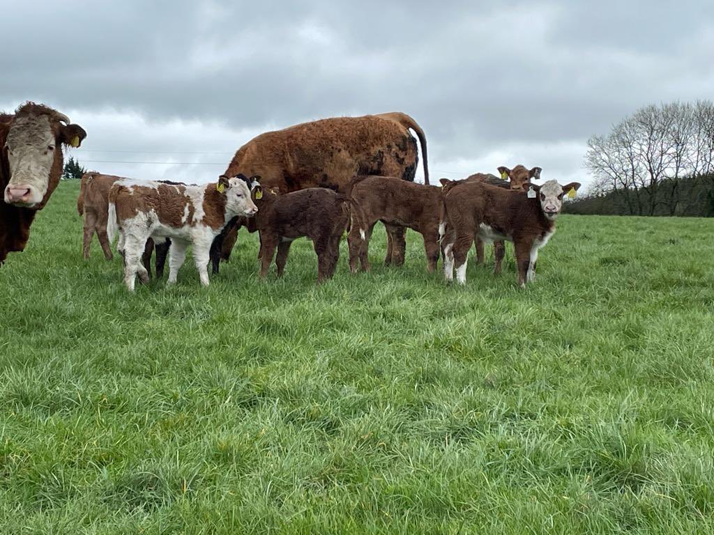 Teagasc Beef on Twitter: "Suckler cows on FutureBeef farmer Wesley Browne’s farm in Co.Monaghan ...