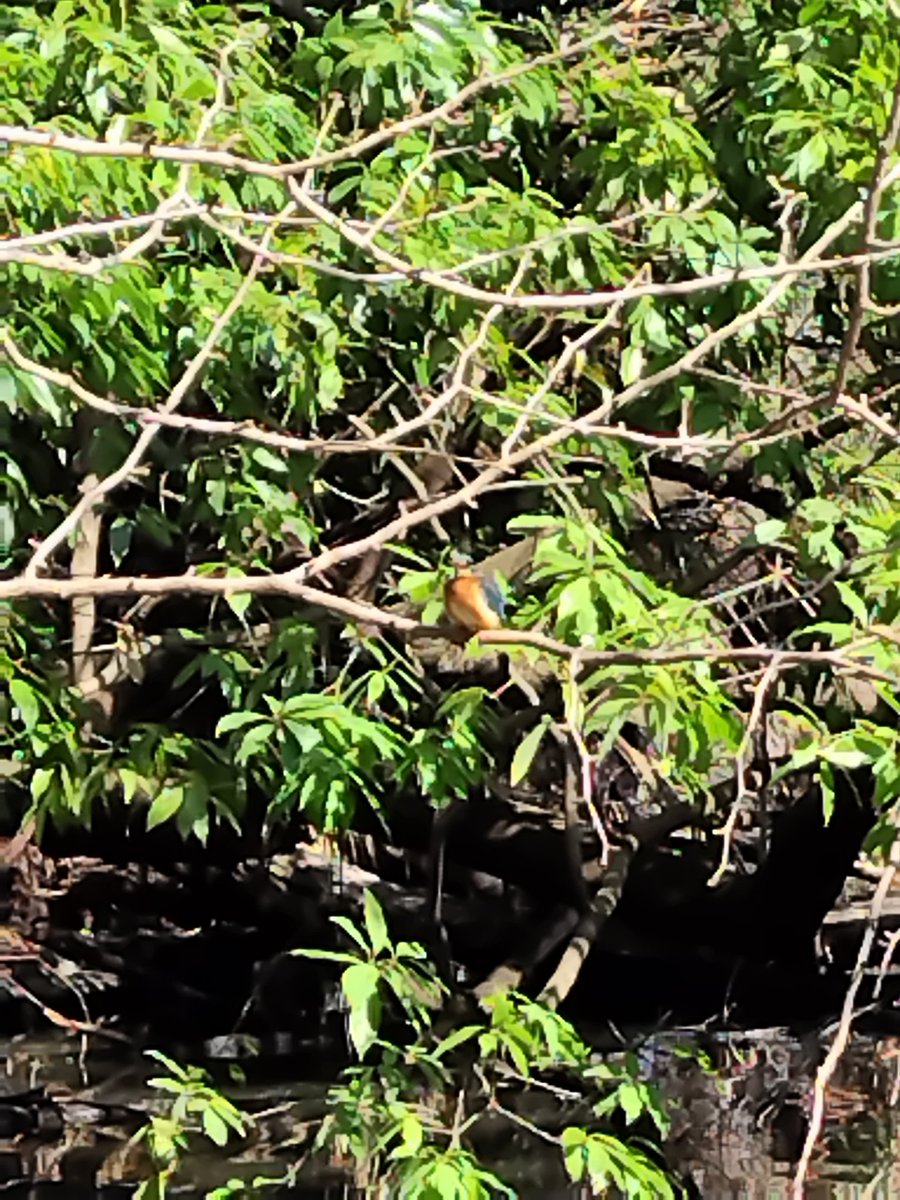 古書 西荻モンガ堂(@monga_book) - Twilog