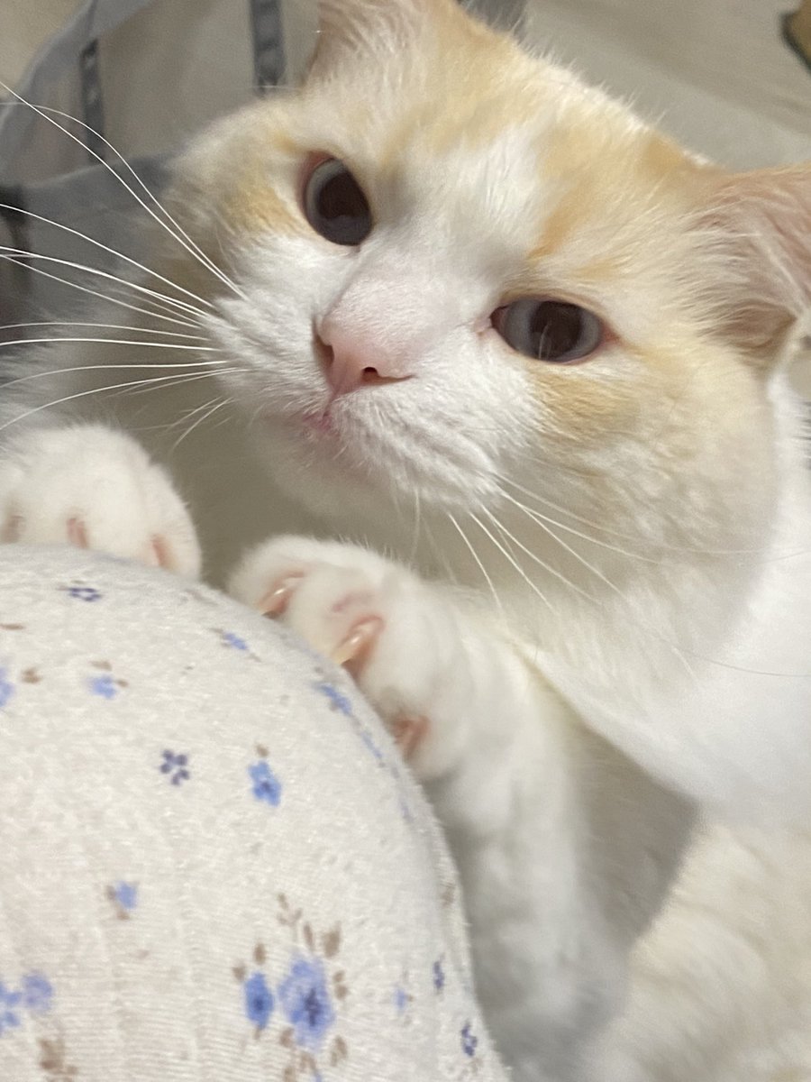 「おめ〜^ ^ 」ももけの漫画