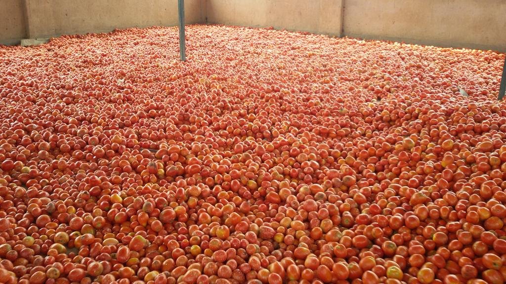 "Did you know that growing tomatoes in Rwanda can be a profitable ...