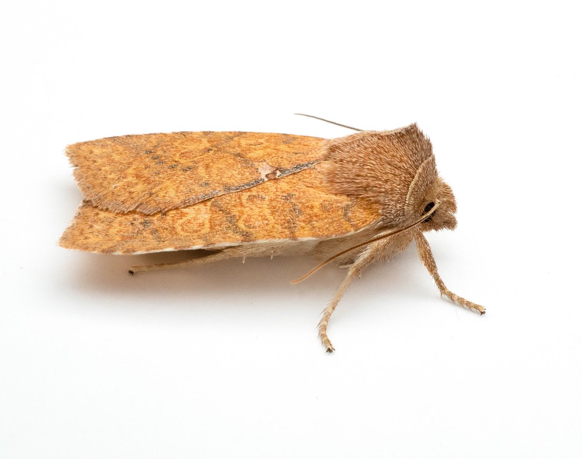 syakuga 🦋個展3/1-10 @安曇野(@Lotus_87s) - Twilog (ツイログ)