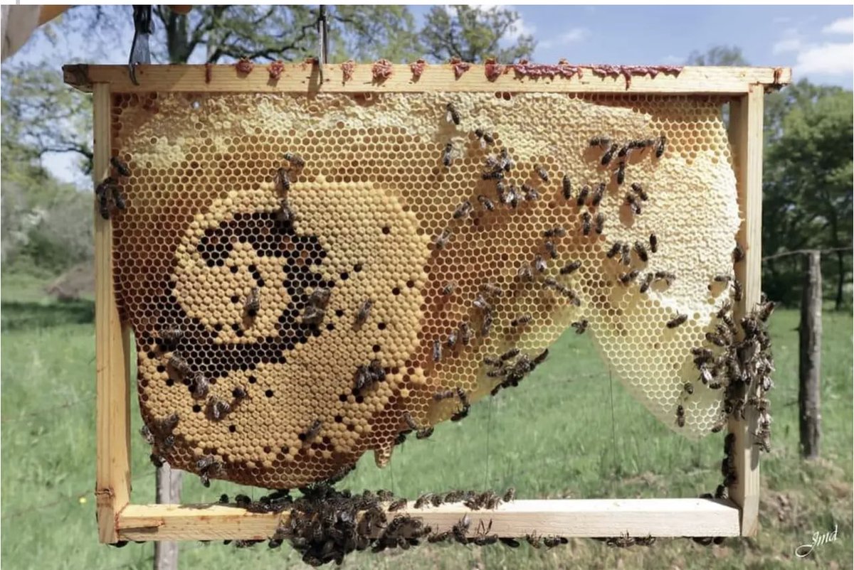 Fibonacci In Bees