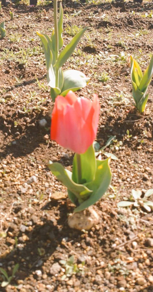 宵月夜の蟹(@lost_zero_) - Twilog