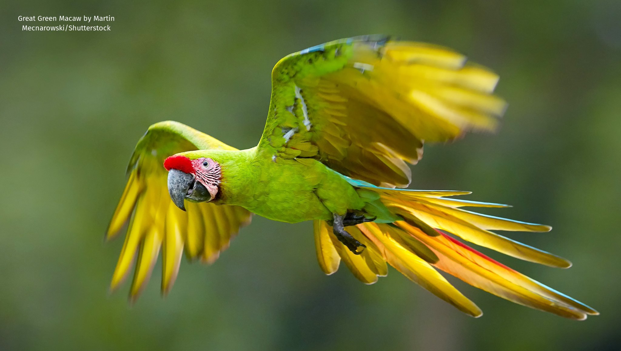 The Great Green Macaw is found in lowland humid forests from Honduras ...