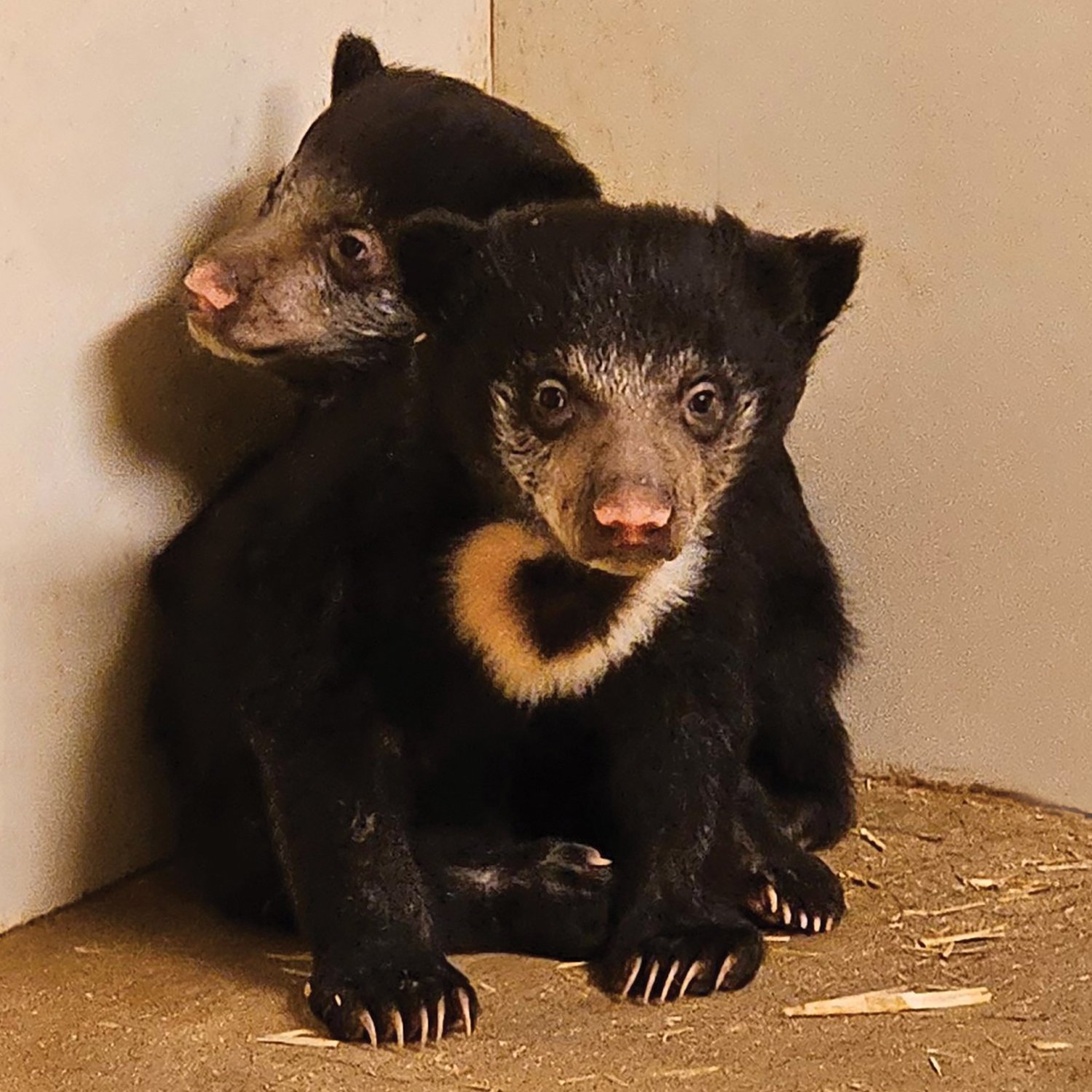 Sloth Bear Cubs