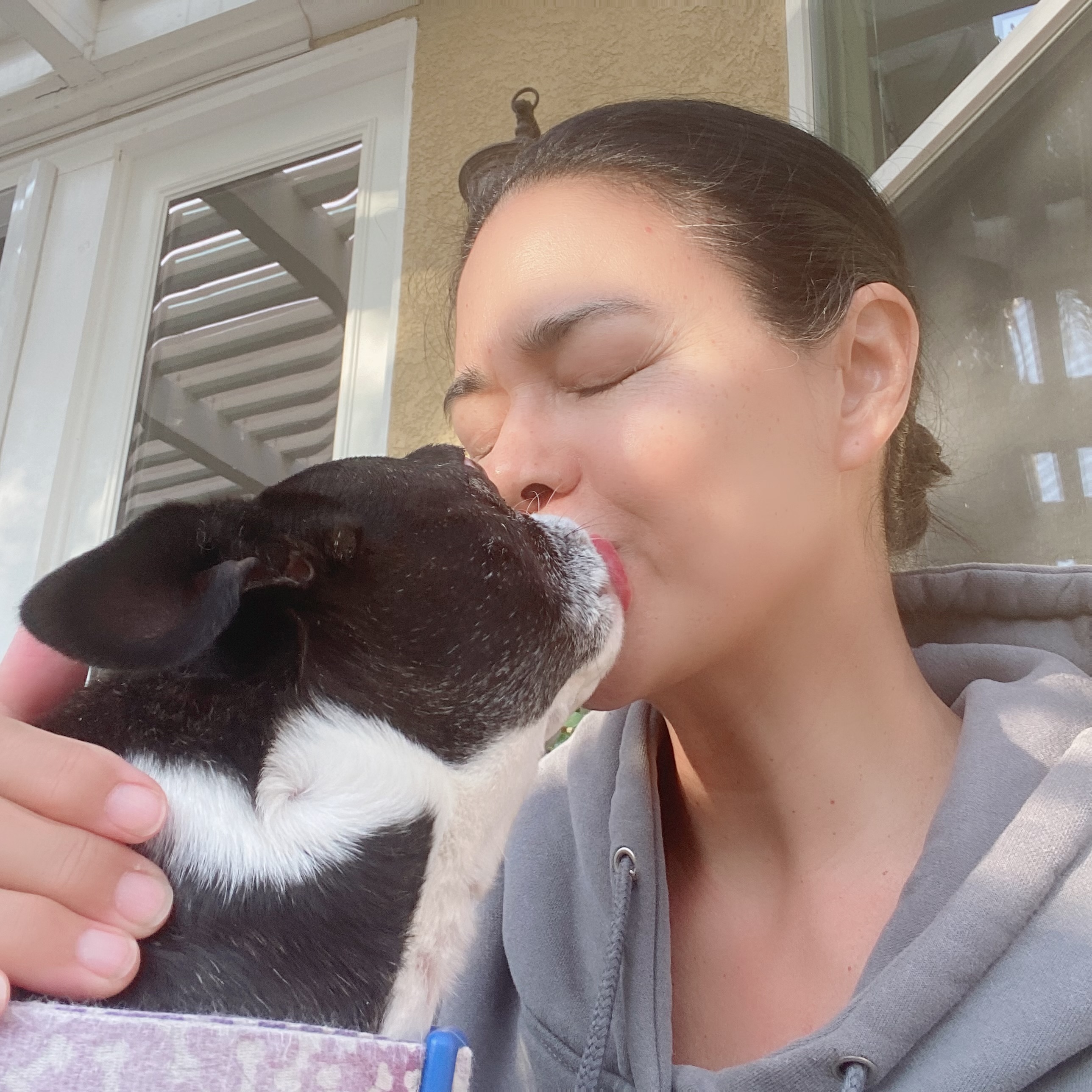 Dana Vespoli on Twitter: "Kisses from a Boston Terrier🥰 https://t.co/9oUM3eW3dd" / Twitter