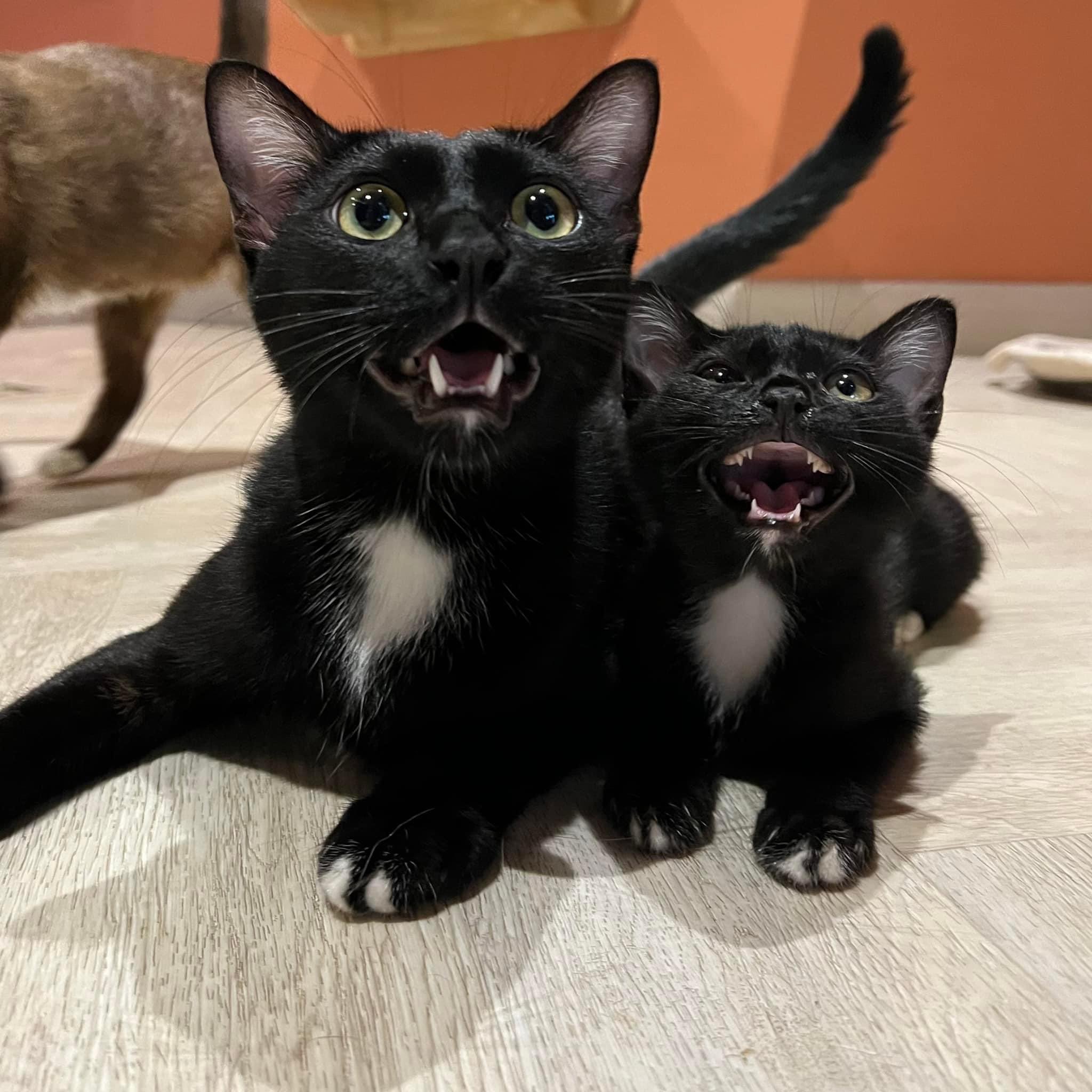 BOKE-カラス🐣🐣🏁LINK TO MY STORE IN MY BIO🏁 on Twitter: "Ah... genetics :) (Levi is actually very ...