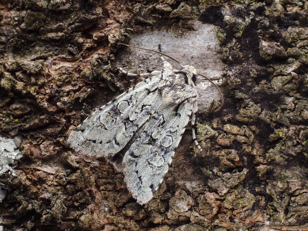 syakuga(ﾊﾞﾀﾌﾗｲｵｼﾞｻﾝ)(@Lotus_87s) - Twilog