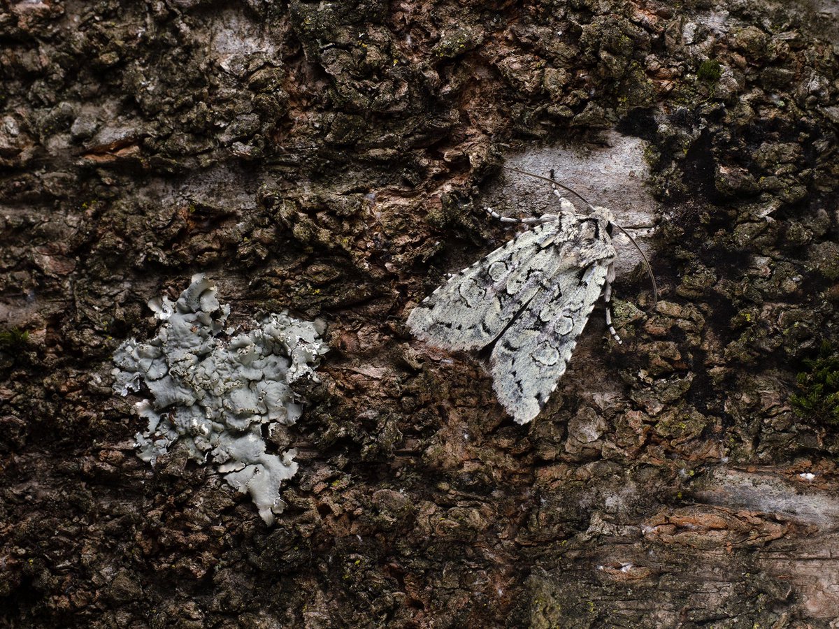 syakuga @写真展終了(@Lotus_87s) - Twilog