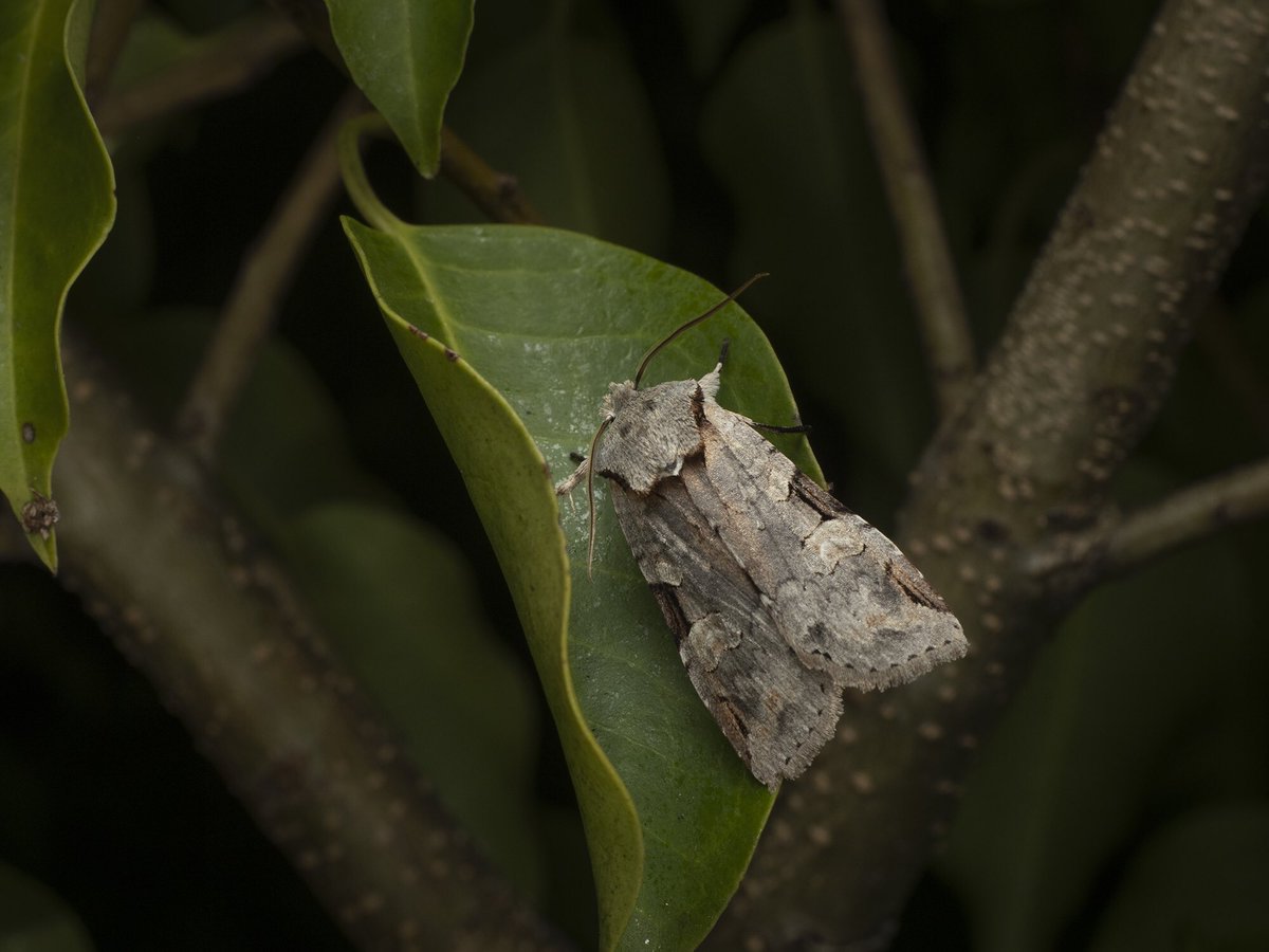 syakuga @写真展終了(@Lotus_87s) - Twilog