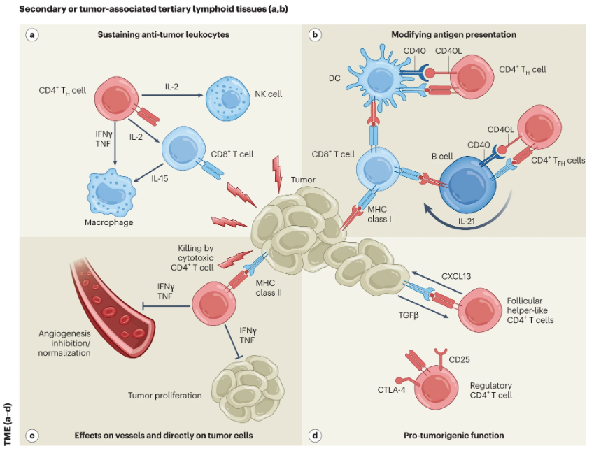 Nature Cancer on Twitter: "☀️NEW REVIEW ONLINE NOW @NatureCancer „CD4+ T cells in cancer” – a ...