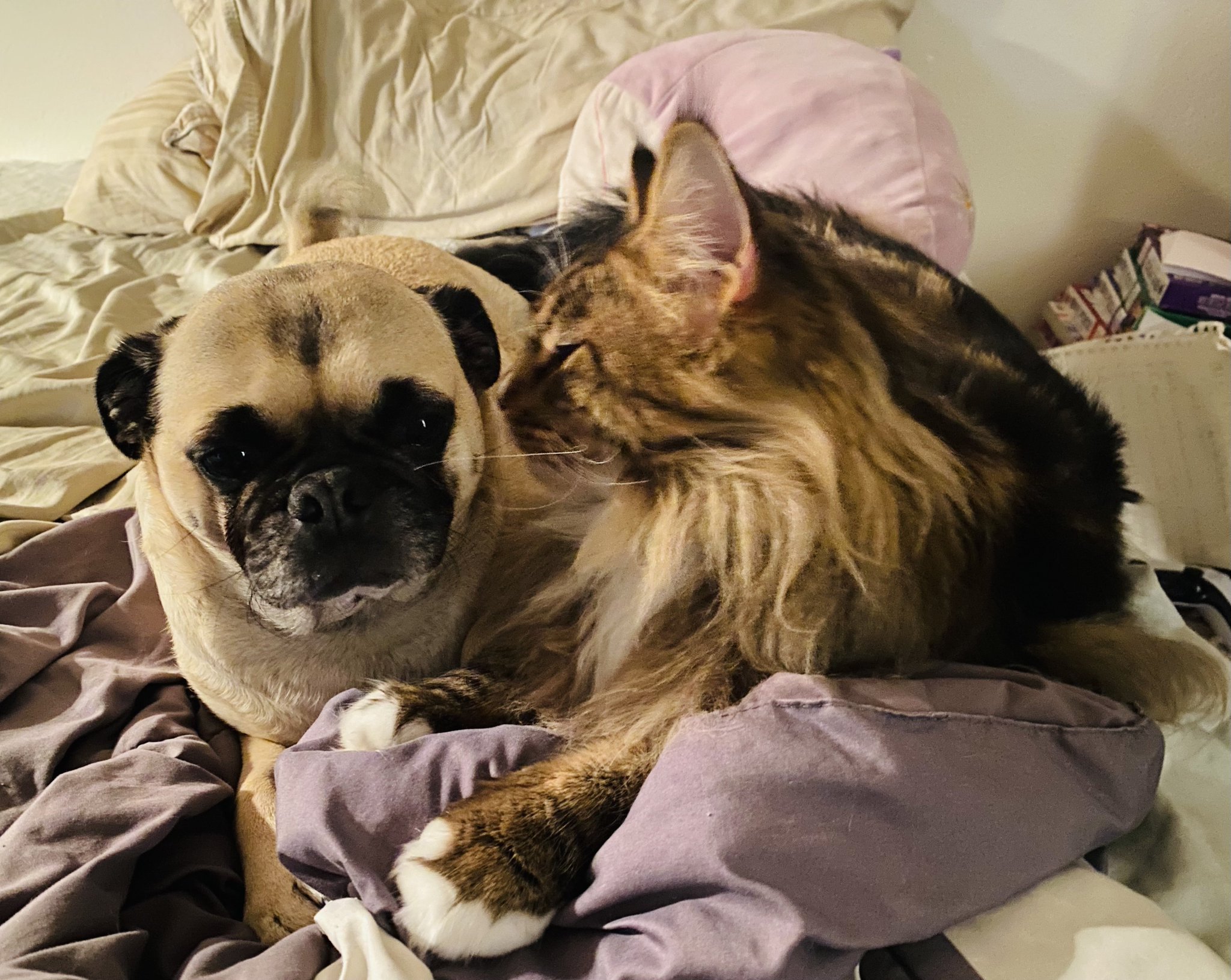 Dana Vespoli on Twitter: "Goodnight from Pucci and Tucker🐷🦁 https://t.co/TGcVMbNT8Z" / Twitter