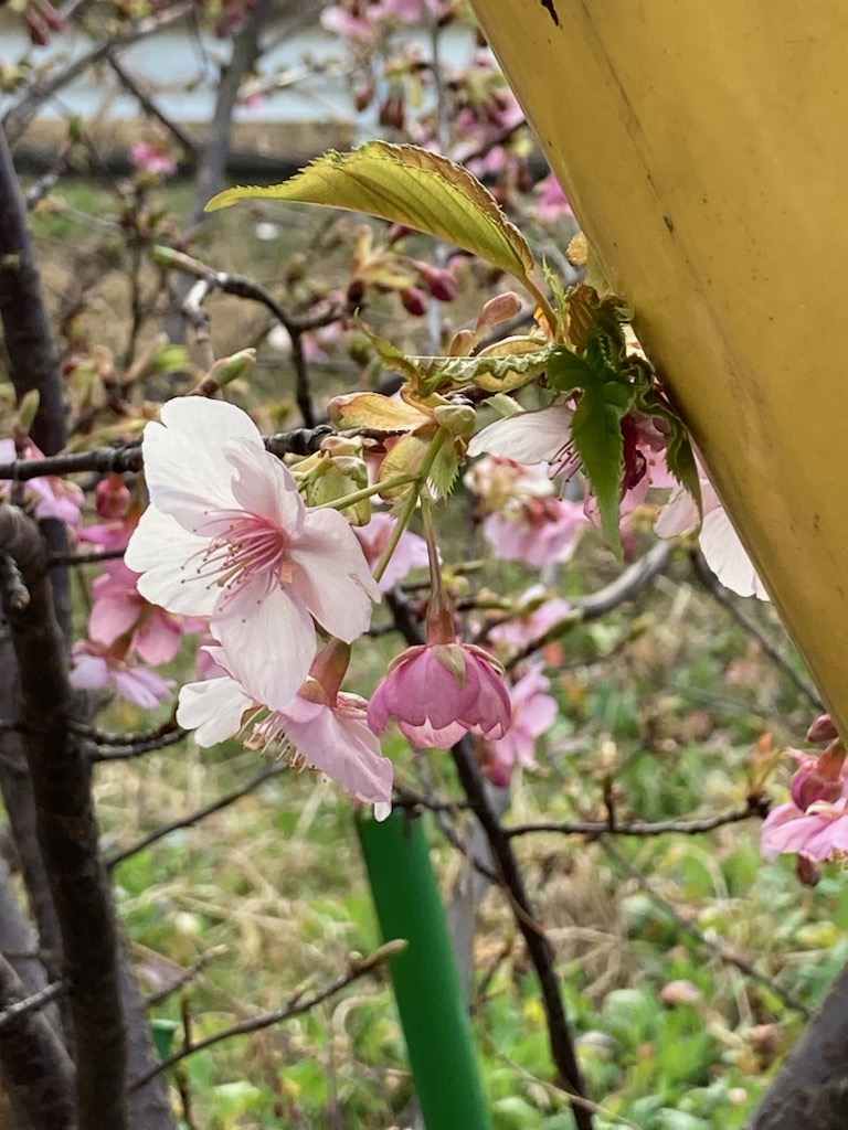 翻訳会社テクノ・プロ・ジャパン | Techno Pro Japan, Inc. | TPJ(@TechnoProJapan) - Twilog