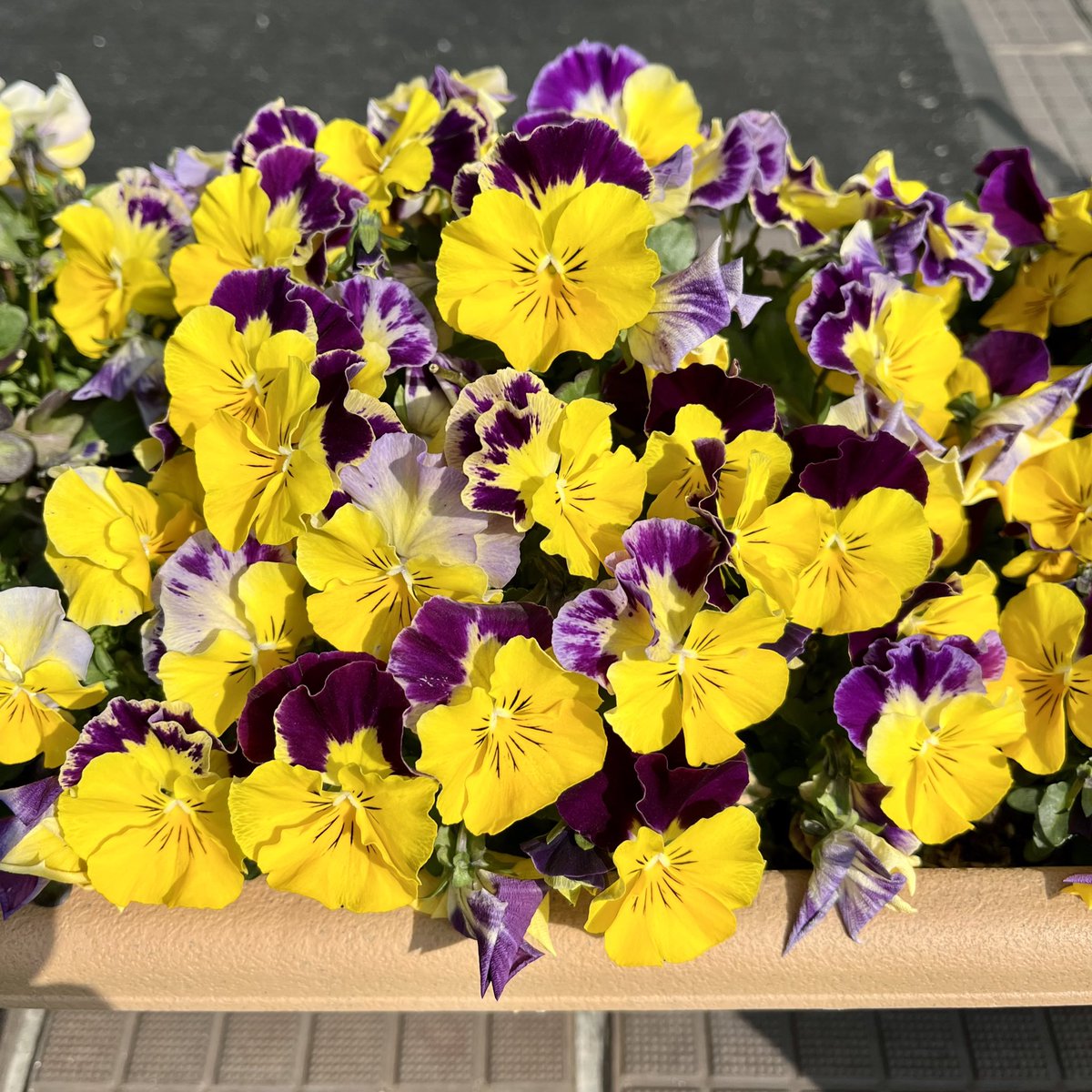 翻訳会社テクノ・プロ・ジャパン | Techno Pro Japan, Inc. | TPJ(@TechnoProJapan) - Twilog