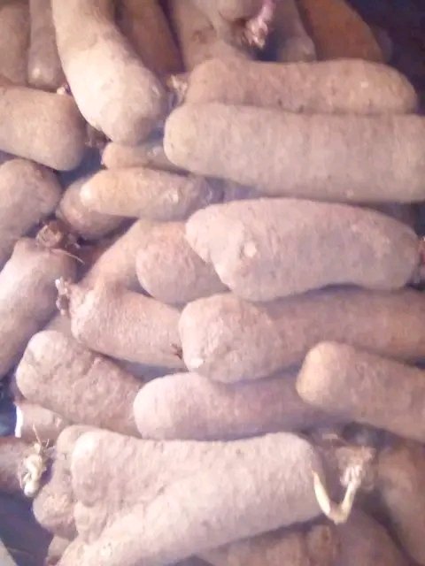 yummy📿 ⚓ ®️💉💊😴 on Twitter: "RT @favour_ejembi: Sweet Benue Yam 5 tubers 2500 10 tubers 5000 ...
