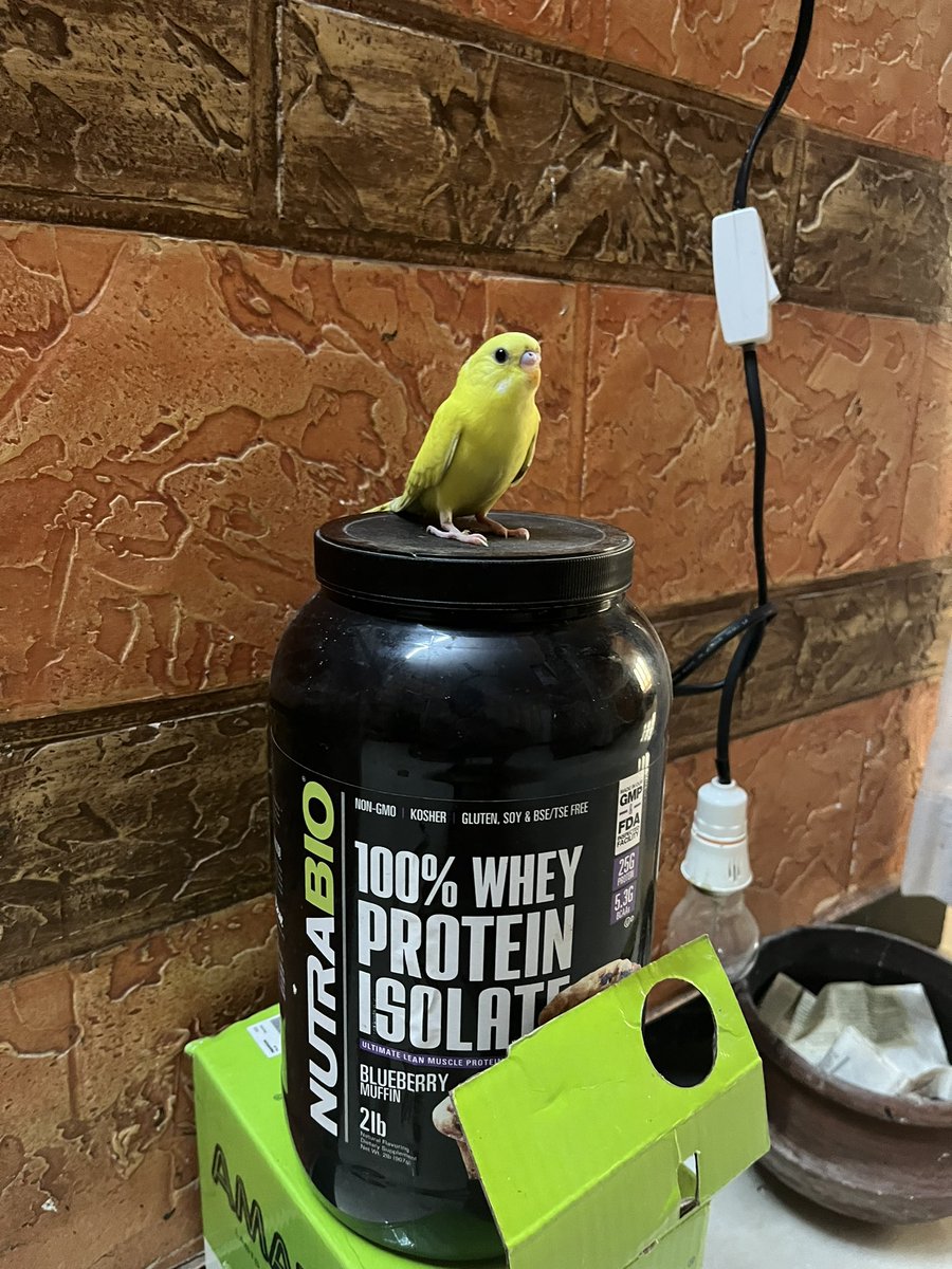 Ramen On Twitter how Many Grams Of Protein ramen-on-twitter-how-many-grams-of-protein