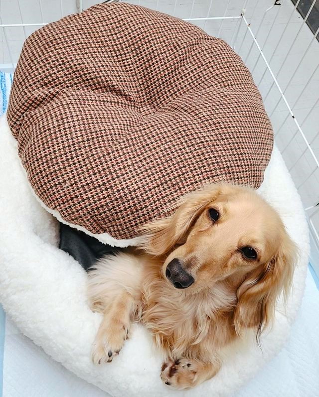 河原アイペットワールド専門学校【公式】(@aipet_kawahara) - Twilog