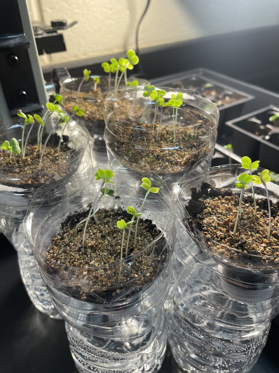 Anubha Singh on Twitter: "Just wrapped up a multiple-part experiment ...