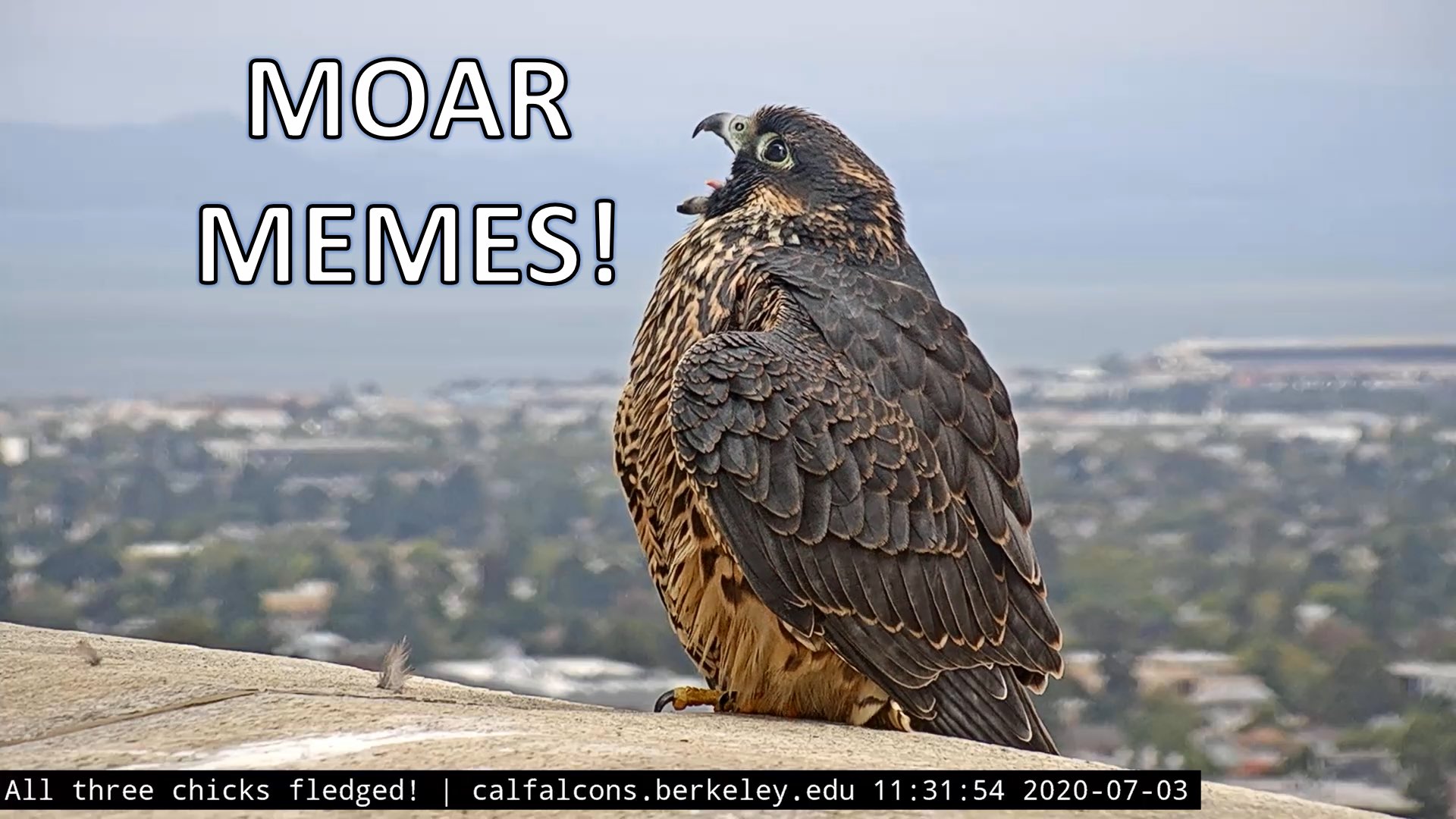 Peregine Falcon Memes