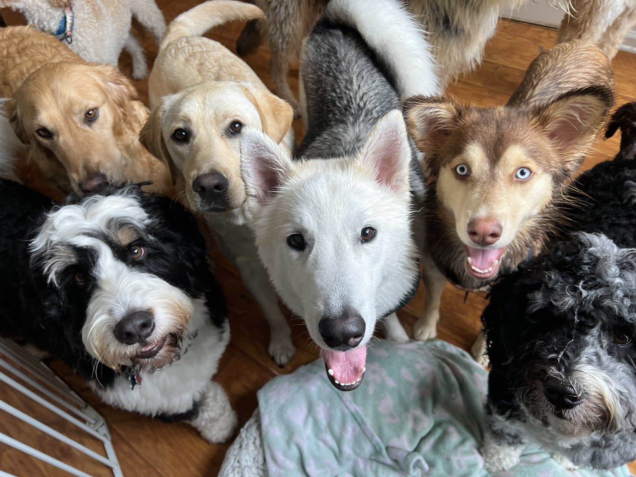 Dog Middle Cute