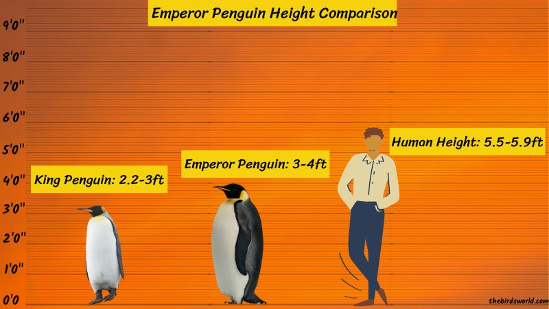 Emperor Penguin Compared To Human