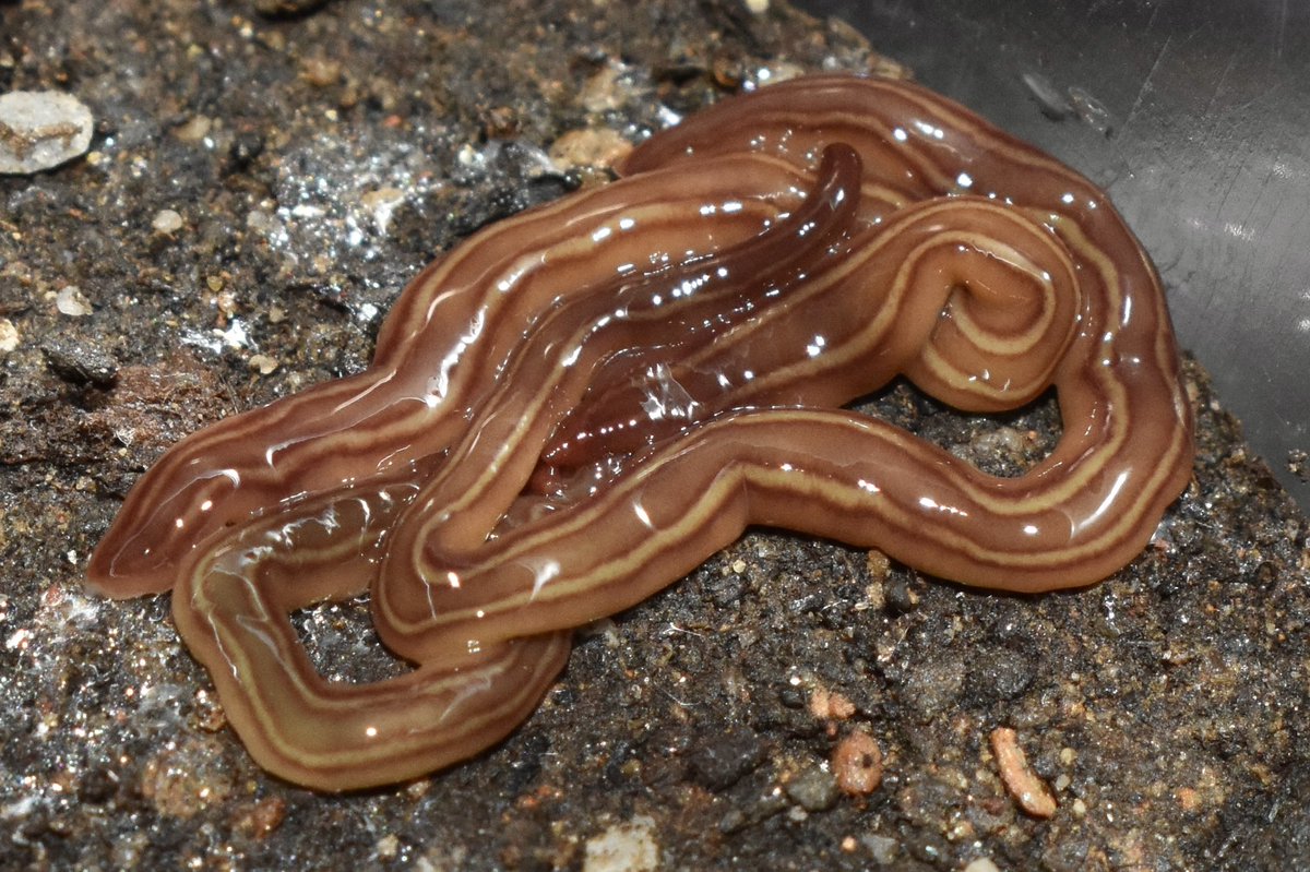 ヤッケ on Twitter: "RT @crevicedwelling: three terrestrial flatworms and ...