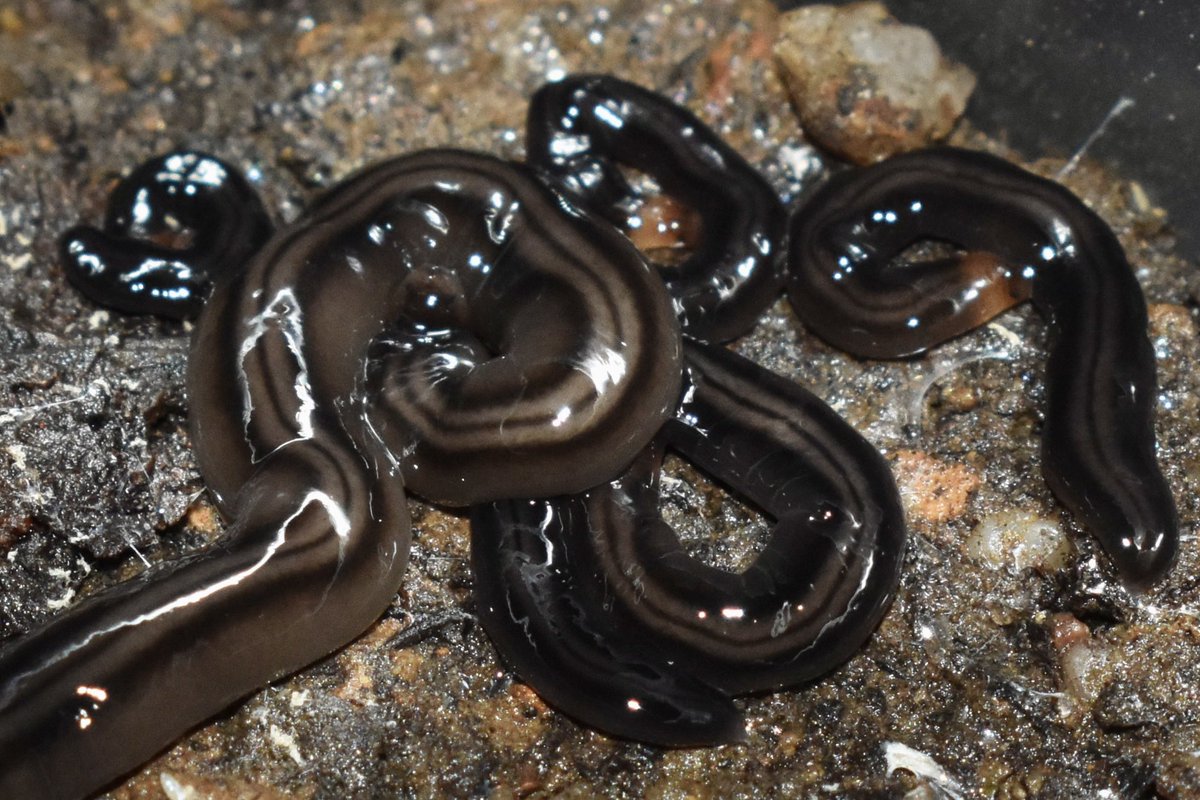 ヤッケ on Twitter: "RT @crevicedwelling: three terrestrial flatworms and one terrestrial ribbon ...