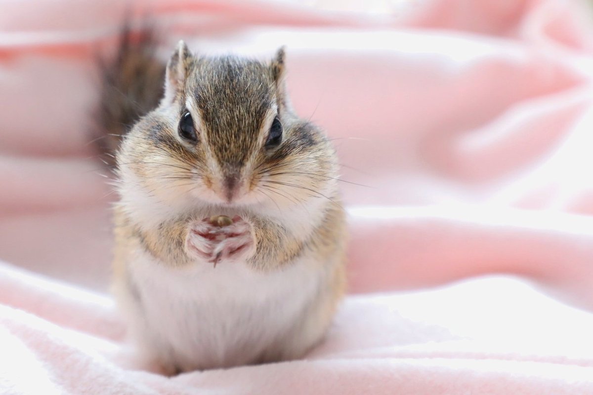 FUTARISU+ on Twitter: "#chipmunk お願い💗 おやつちょーだい"