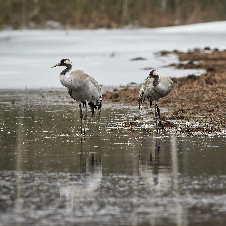 Thread of Iberian Celtic pottery in the La Tène style and its ...
