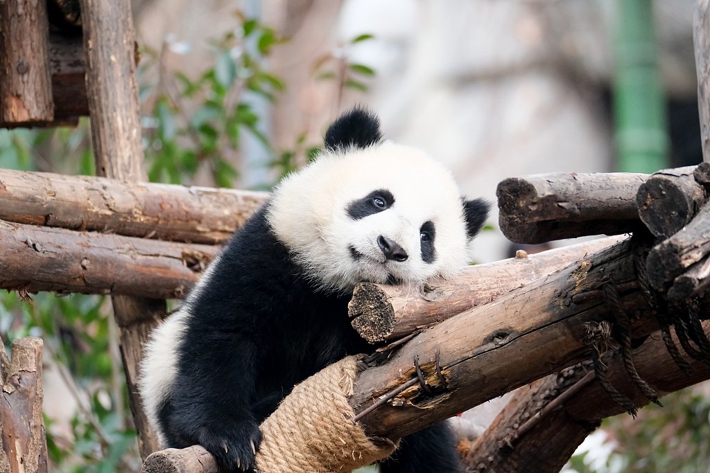 A look at panda's spring time. 🐼 Southwest #China's Chengdu Research ...