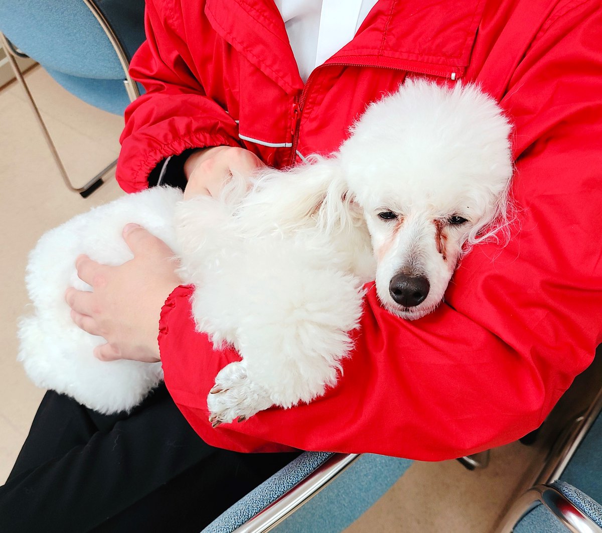 河原アイペットワールド専門学校【公式】(@aipet_kawahara) - Twilog (ツイログ)