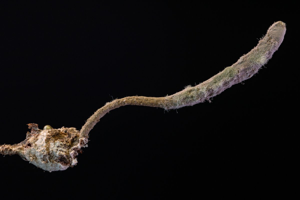 João Araújo On Twitter Processing Specimens Properly Is Paramount