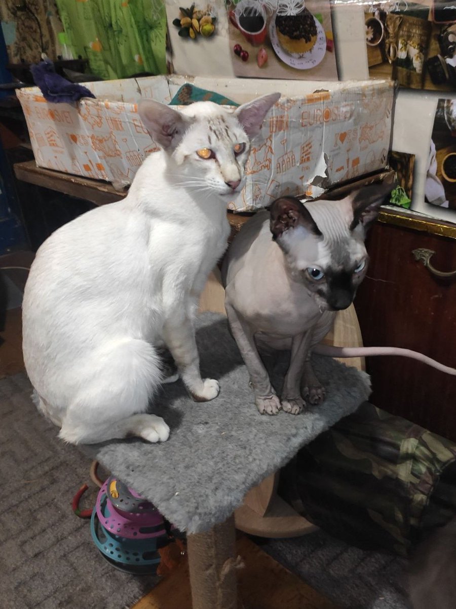 Кот Шурик из Беловежской пущи и его большая семья On Twitter Король с
