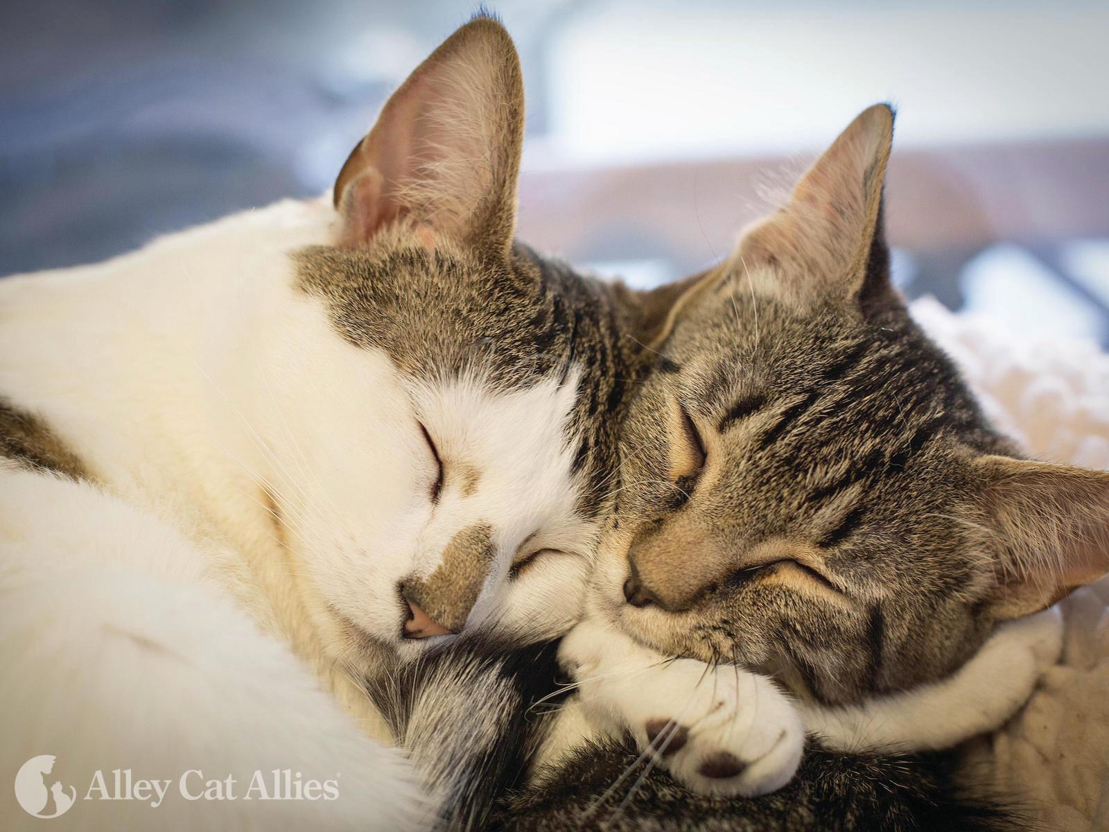 Cats Helping Each Other