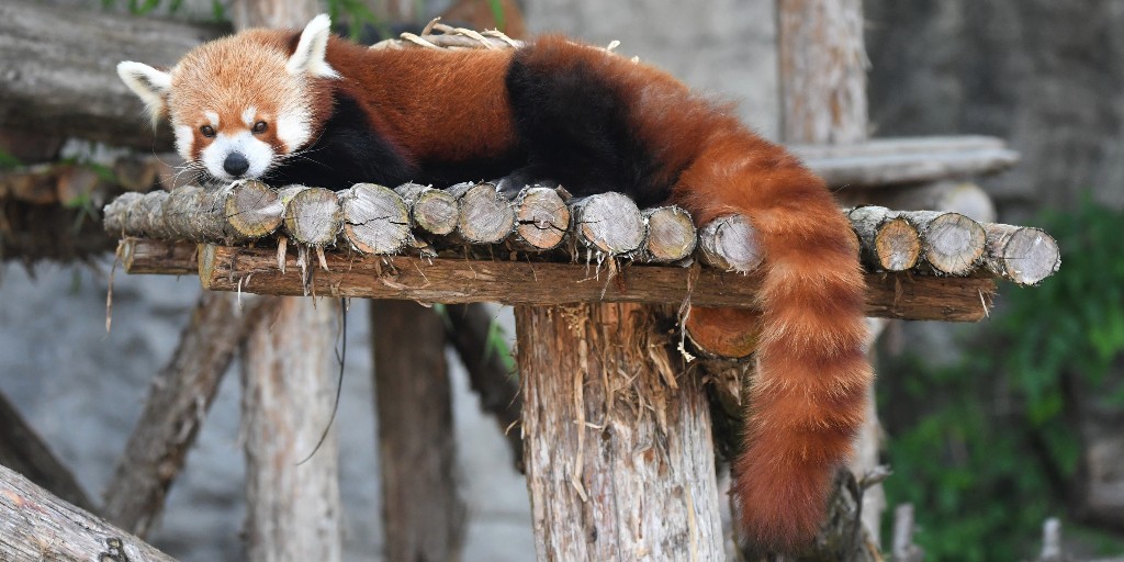 Pet Red Panda
