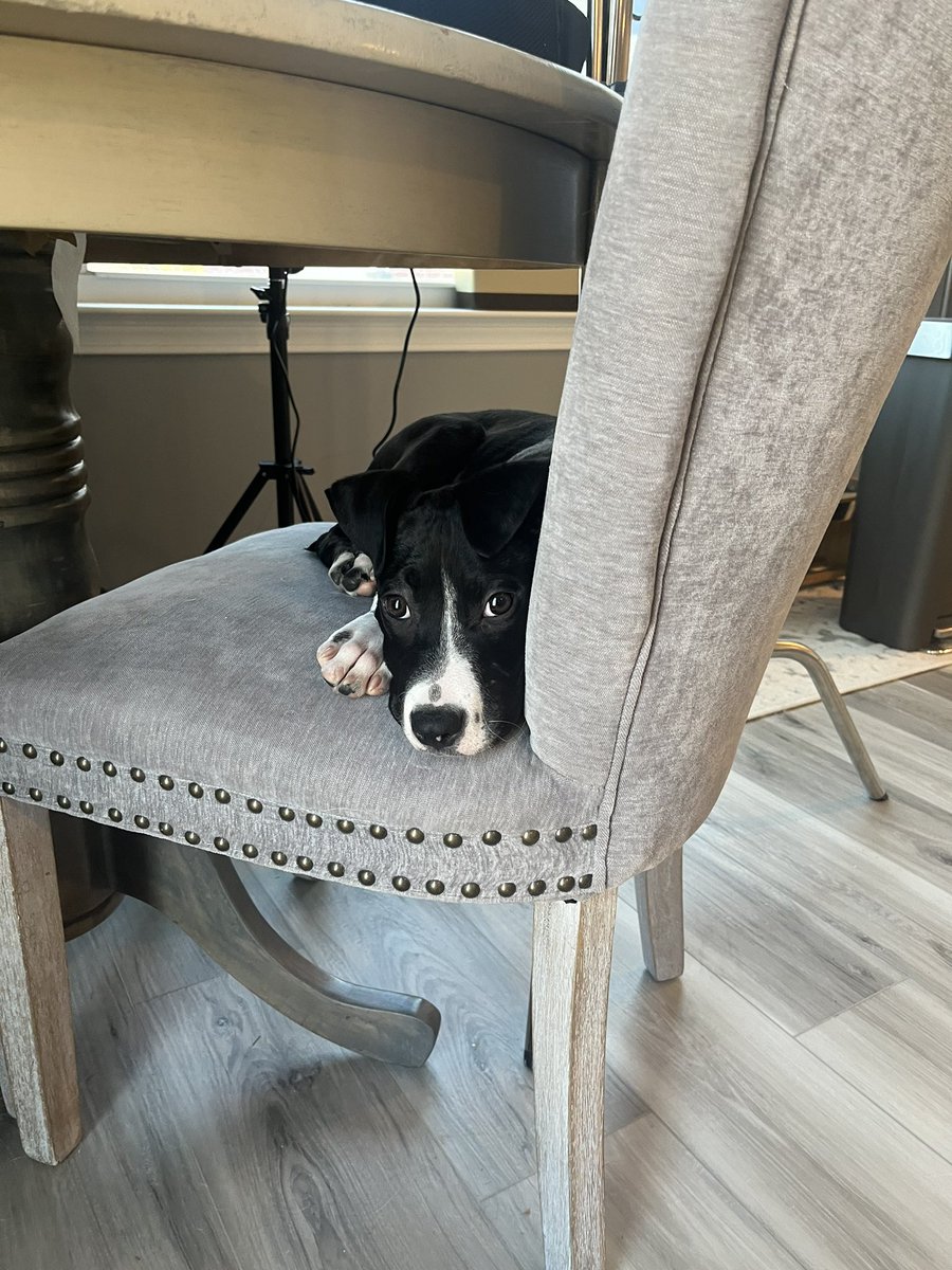 🥹 TheDanDangler @thedandangler