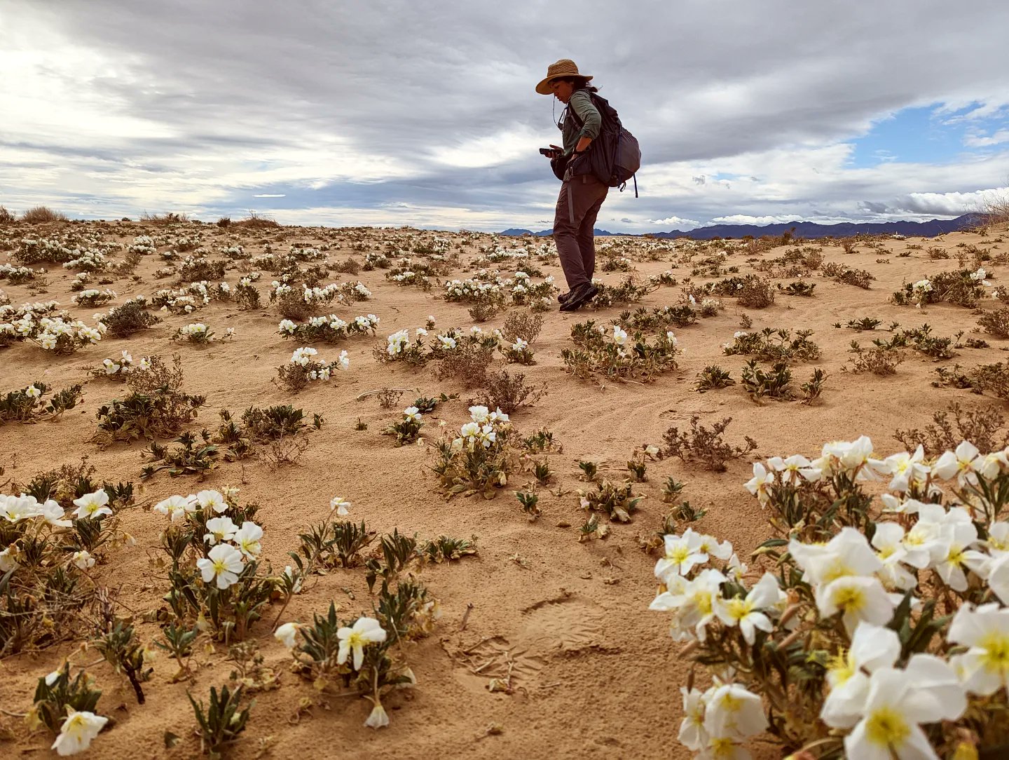 peri lee on Twitter: "Scenes from conducting rare plant surveys in ...
