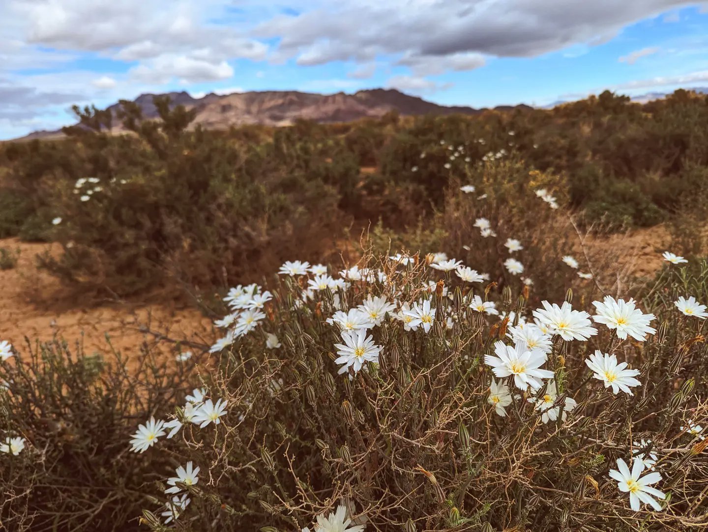 peri lee on Twitter: "Scenes from conducting rare plant surveys in ...