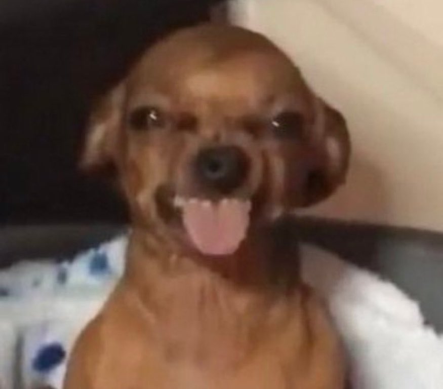 Super Excited Animal Meme