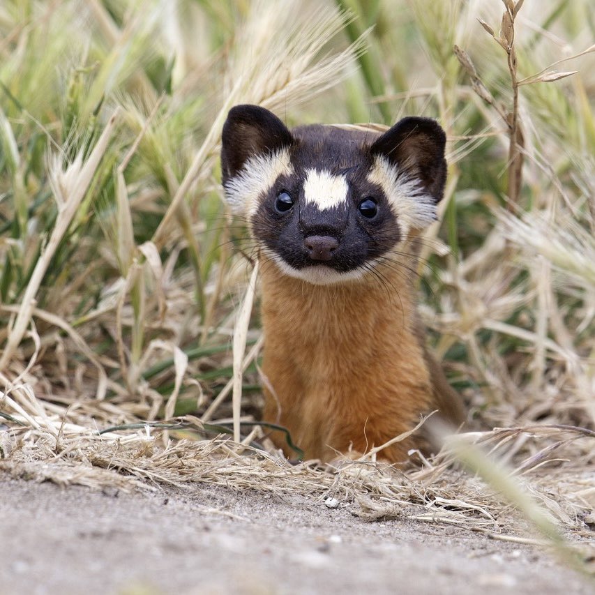 California Weasel