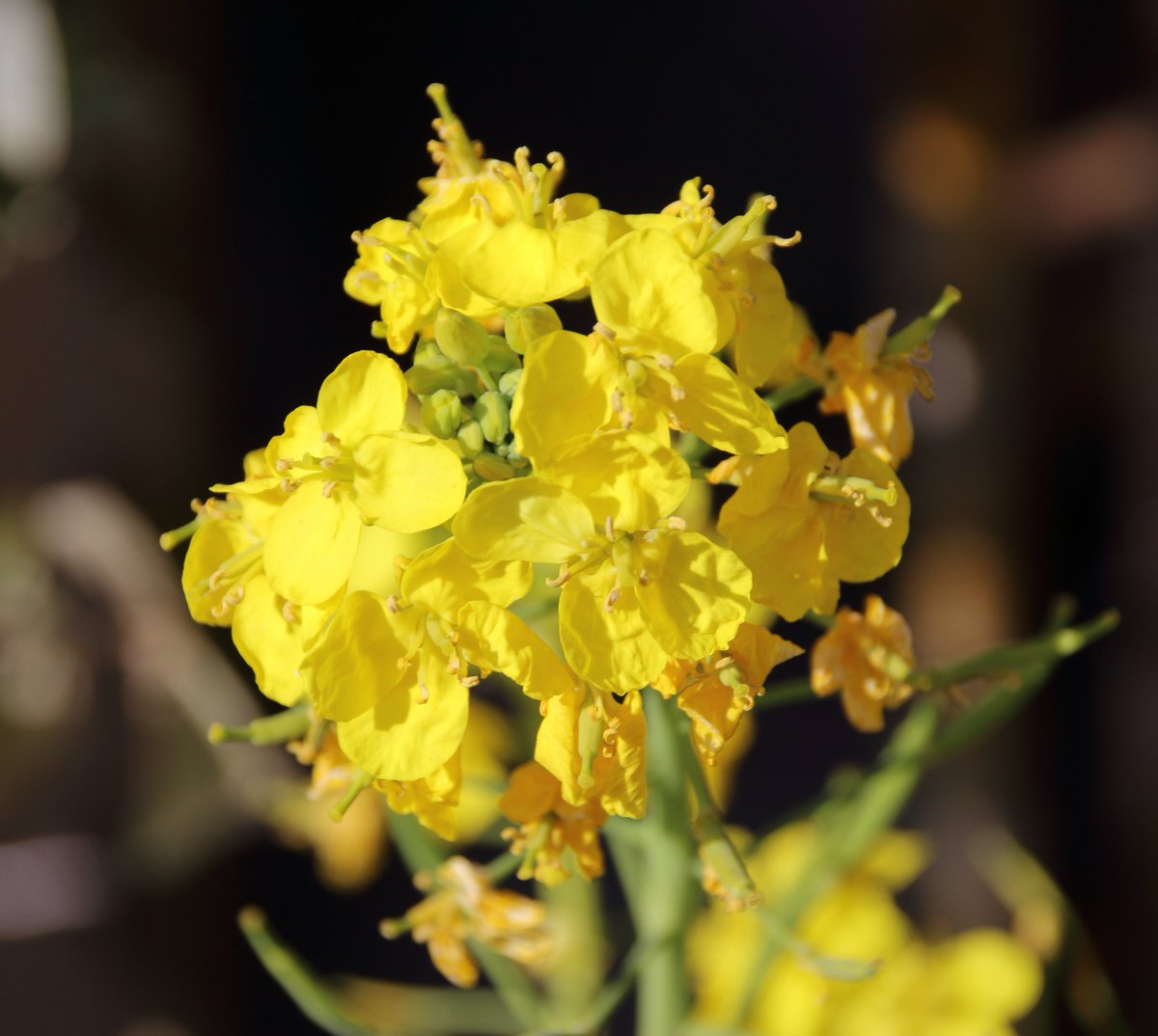 本庄敦(@atsu_hon) - Twilog (ツイログ)