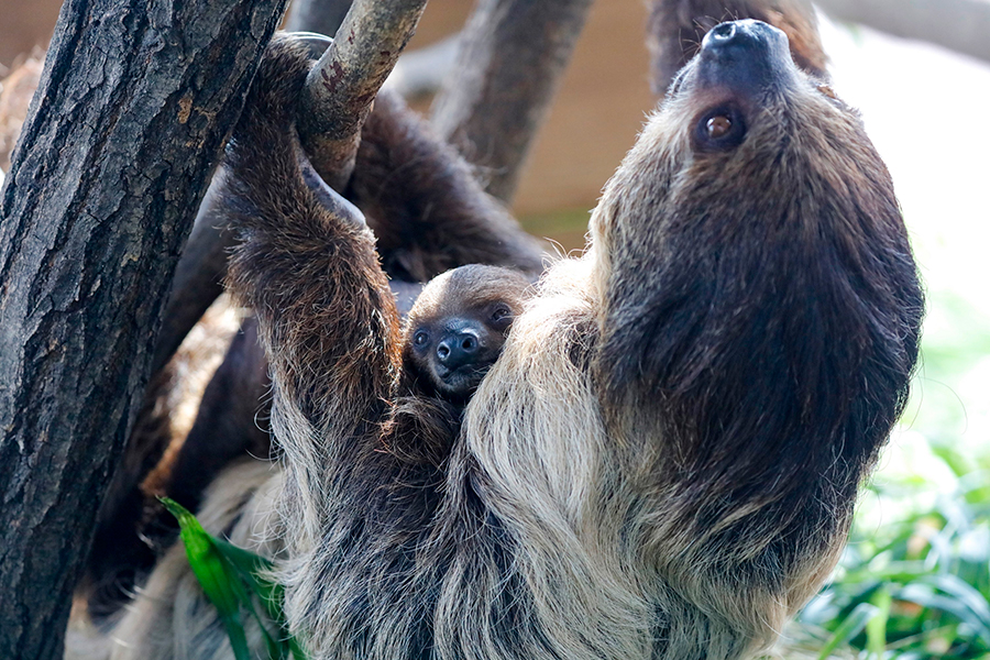 A 3-month-old baby #sloth in Chongqing's Locajoy Theme Park met the ...