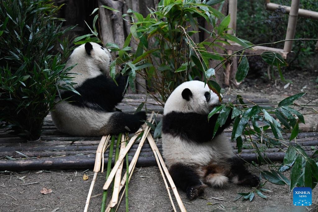 #OneMoment Giant #panda twins He Hua and He Ye play at Chengdu Research ...