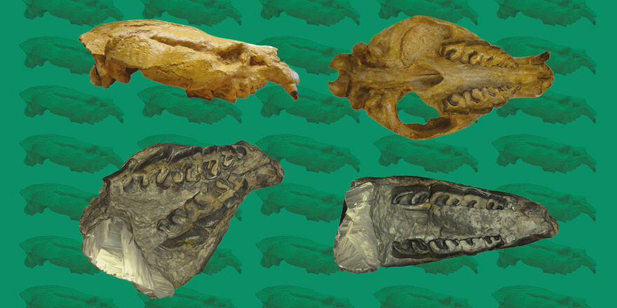Megistotherium Skeleton