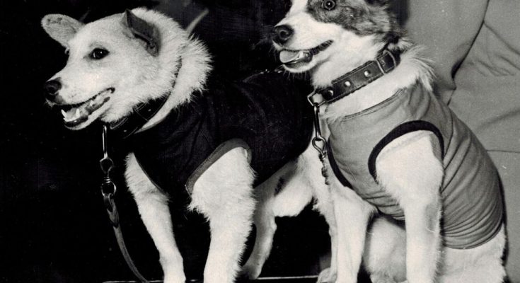 Next Step on Twitter: "ในเดือนสิงหาคม 1960 สุนัขชื่อ Belka และ Strelka ได้เดินทางสู่อวกาศบนยาน ...