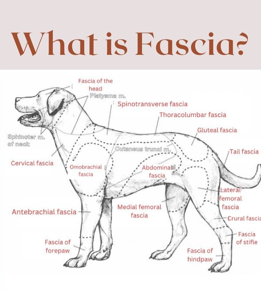 Antebrachial Fascia On Cat