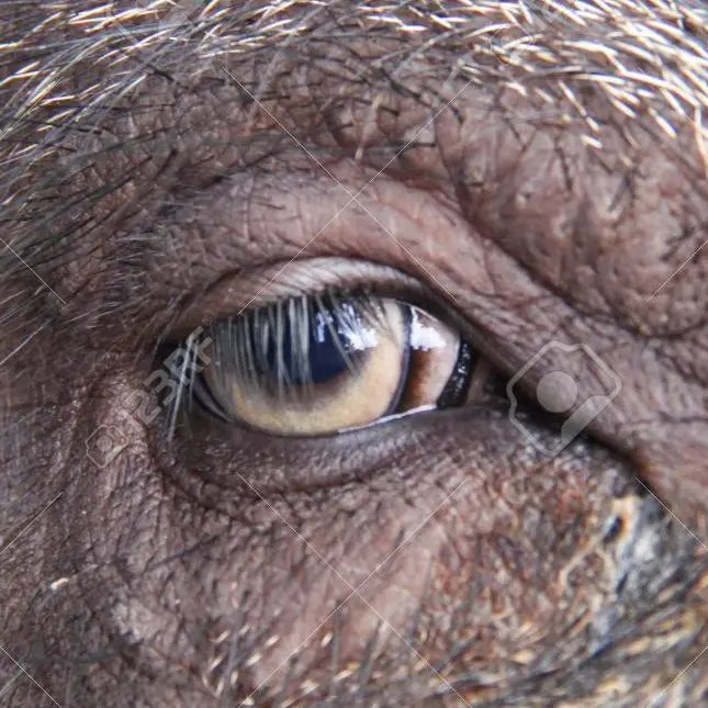 Wild Boar Eyes