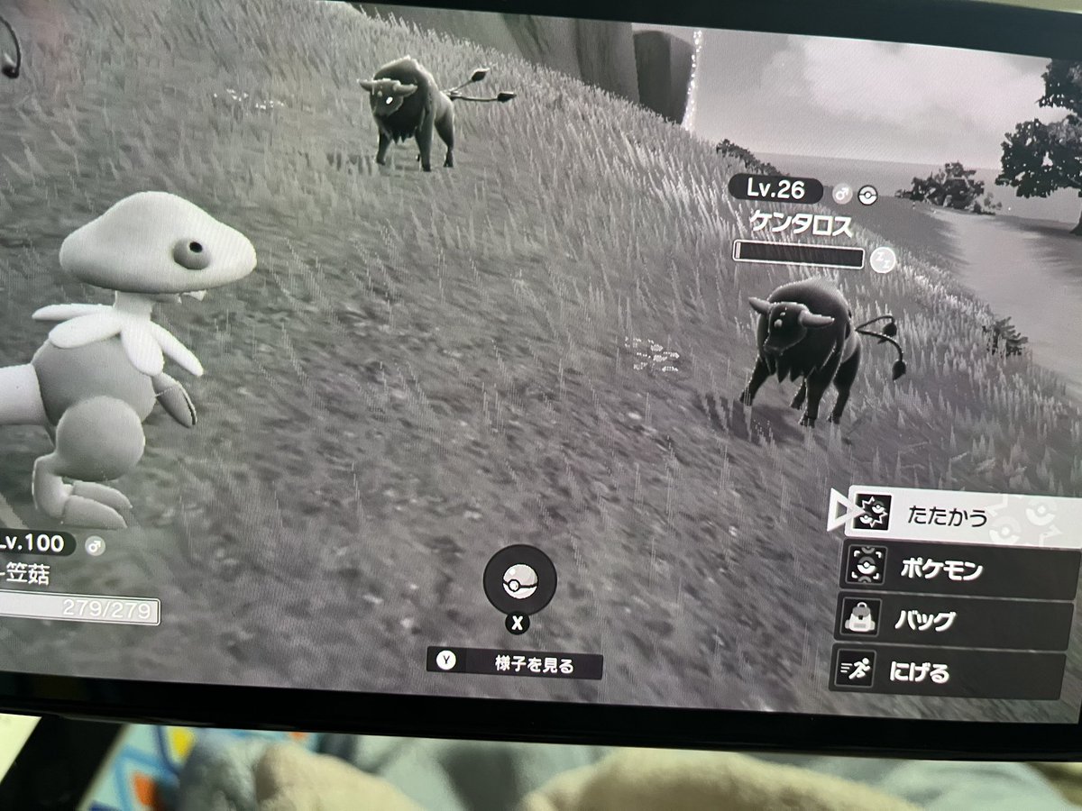 パニーニ東雲(パン)🔥🐕 通知不良 カイくんありがとう On Twitter どっちが色違いかわかるかな?