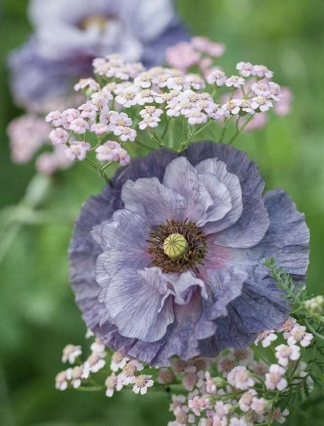 Ботаничка on Twitter: "Мак обыкновенный 'Эмейзин грей' (Papaver rhoeas ...